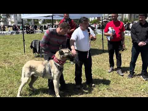 Safkan Kangal Köpeği | Merzifon OKAF Orta Karadeniz Tarım, Hayvancılık ve Gıda Sanayi Fuarı
