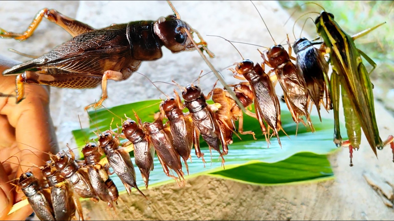 🦗 Wild Insect Hunt & Roast | Eating Jungle Cricket | Village Lifestyle🌿 ...