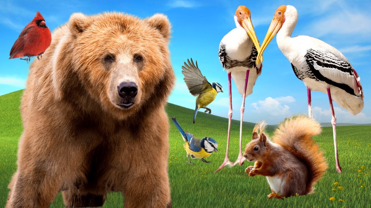 CUTE LITTLE ANIMALS - monkey, lion, duck, tiger, whale, parrot. ANIMAL ...