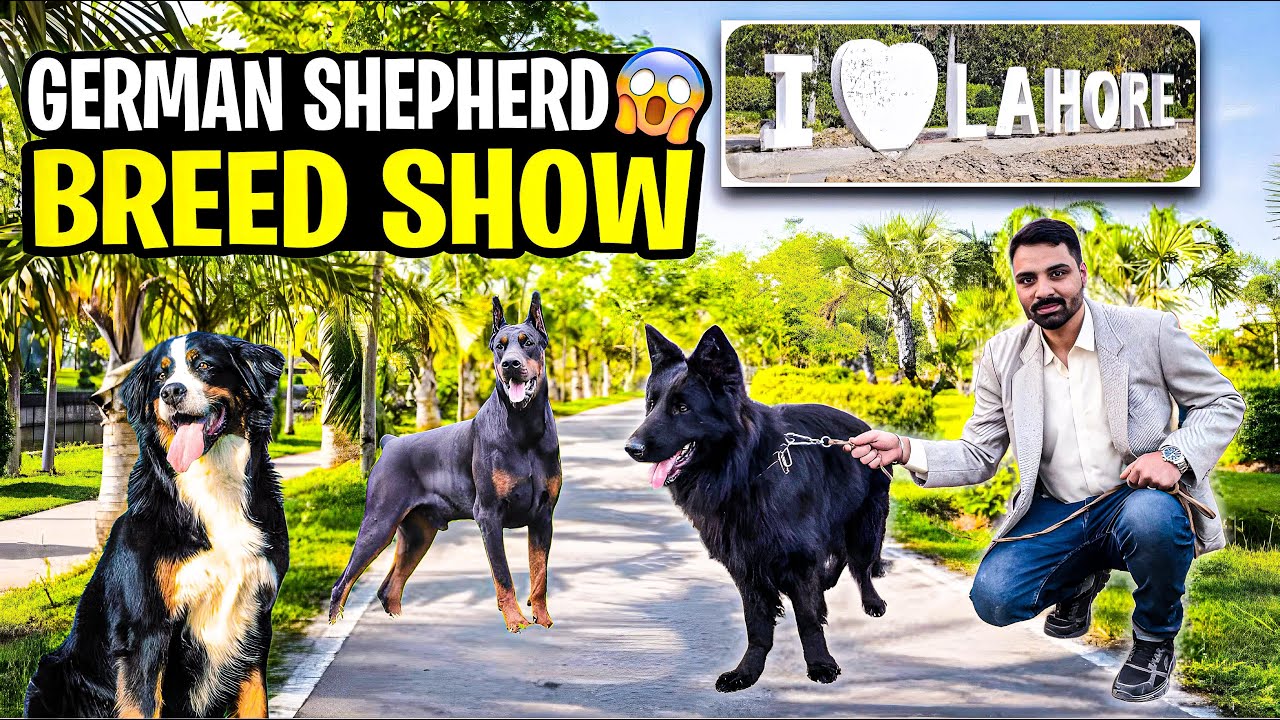 German Shepherd Breed Dog Show 😱 | First Time Dog Show Dekha 😍 - YouTube