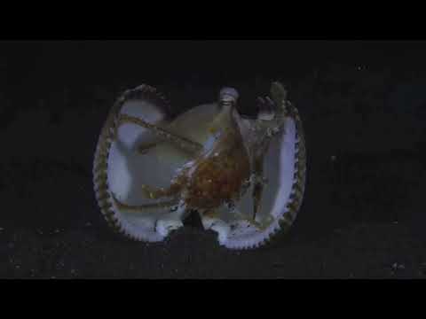 Clash of the Titans – Kraken vs. Leviathan