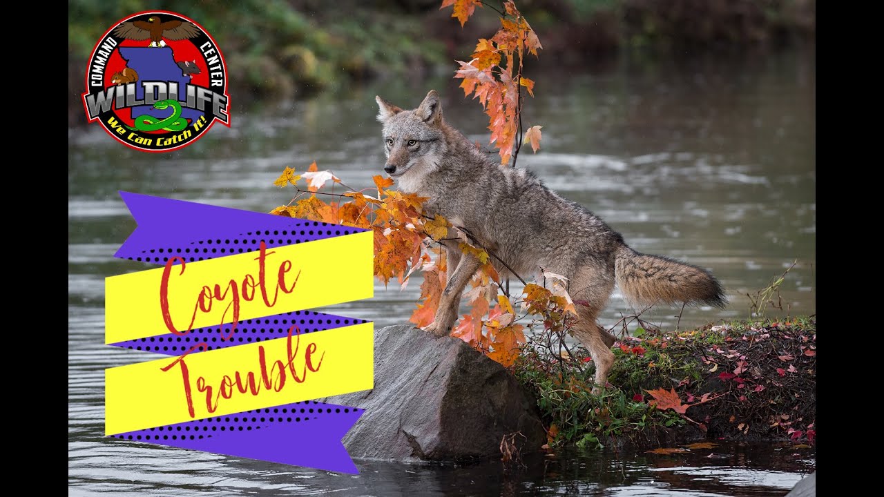 1.7 Live Coyote Removal - Wildlife Command Center (We Can Catch It ...