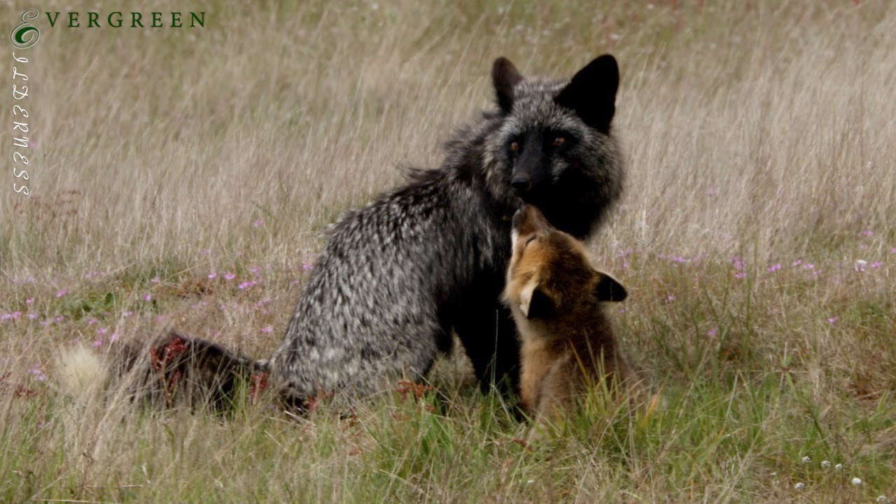 Red Fox Litter | Washington - YouTube
