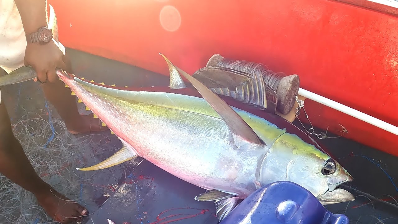 Deepsea fishing in the rain🌧||big 35lb yellowfin tuna caught... - YouTube