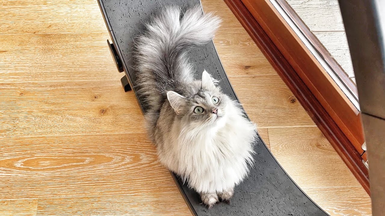 Enjoying the cat wheel | One Fast Cat - YouTube