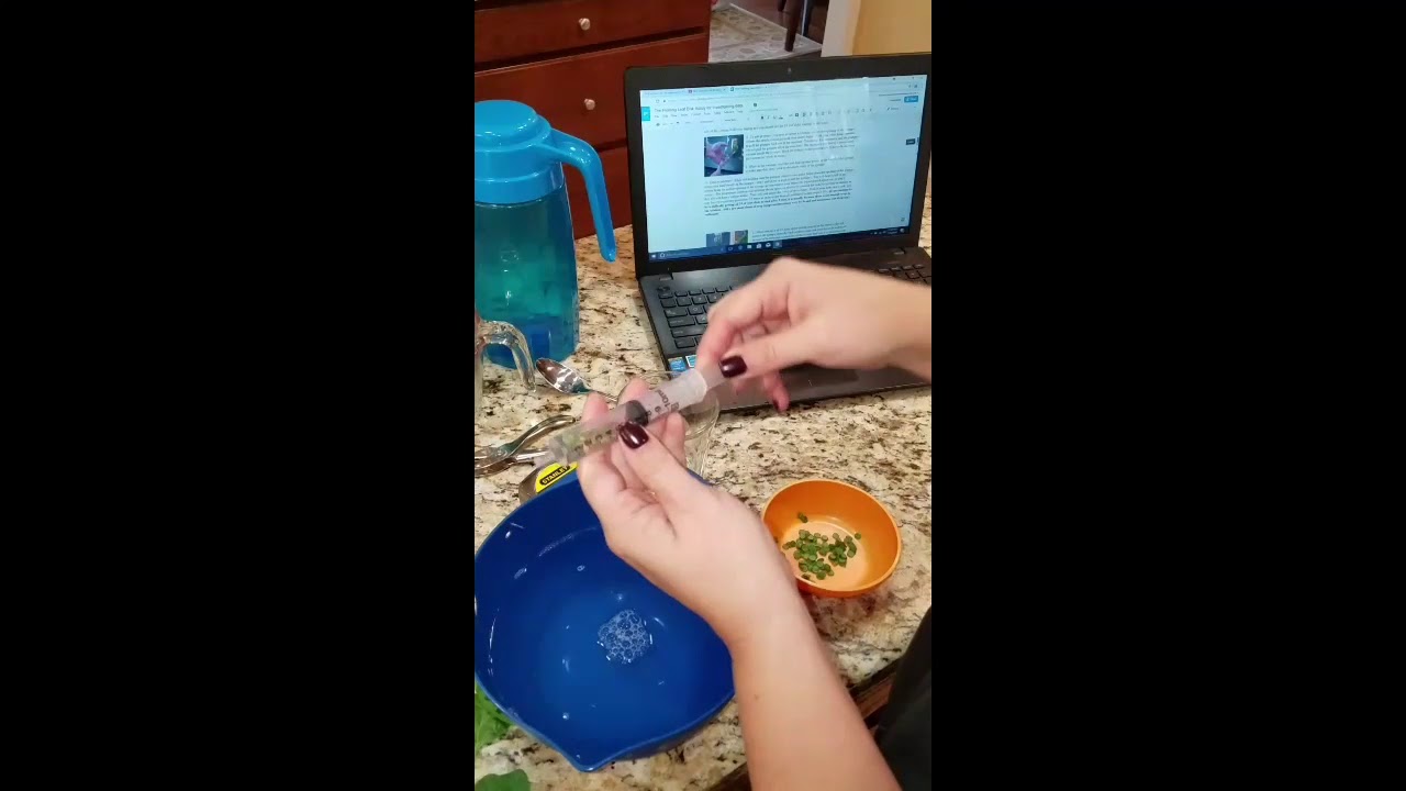 Floating Leaf Disk Assay Lab - YouTube