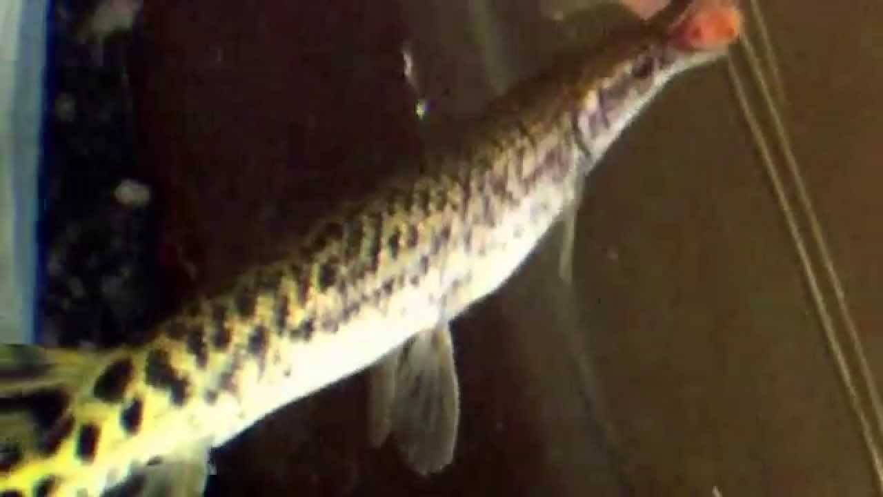ALLIGATOR GAR VERY AGGRESSIVE MONSTER - YouTube