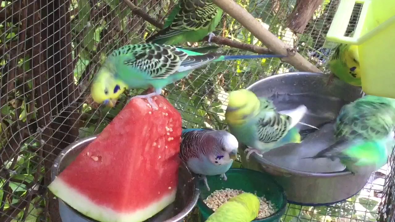 Male Budgies/Parakeets Reaction To A Watermelon(Волнистых попугаев ...