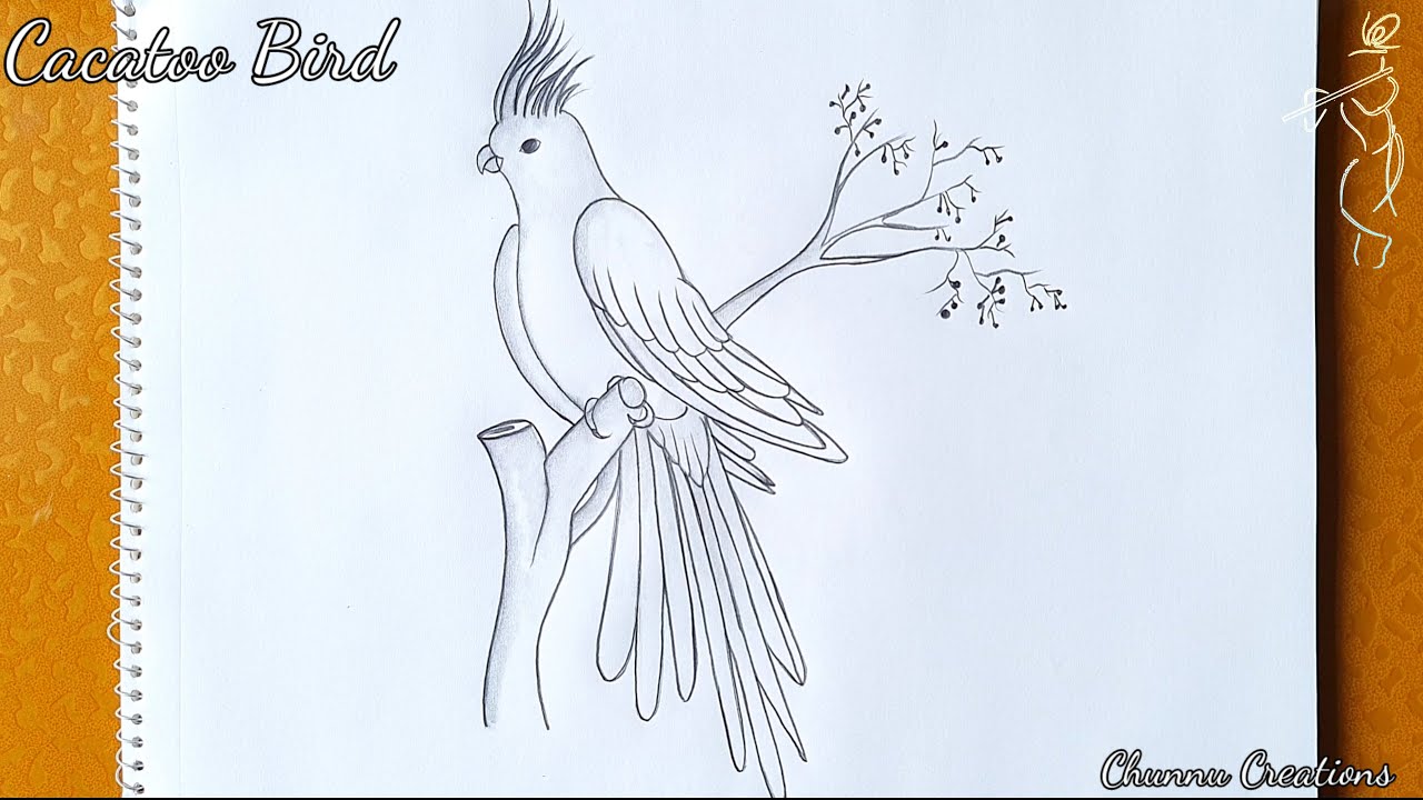Cockatoo Bird drawing | How to draw a Cockatoo || Easy Cockatoo Parrot ...