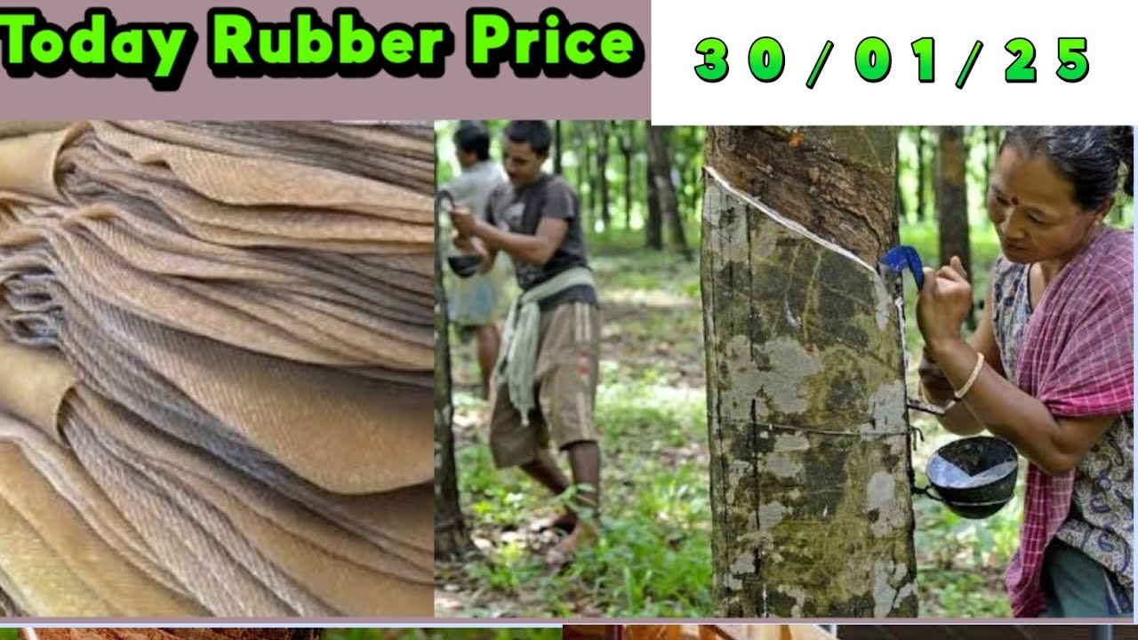Today Rubber Price in Tripura | 30/01/25 @Rubberpriceupdate - YouTube