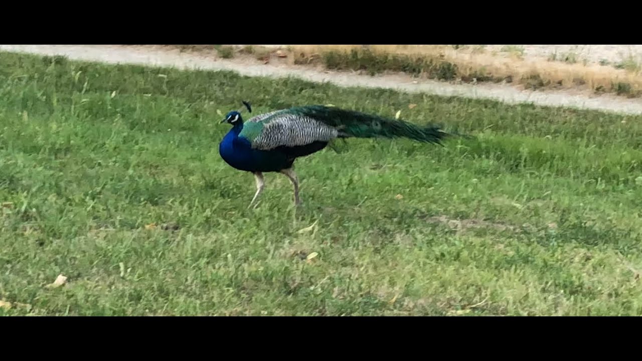 Surprising Hunting Skills of the Peacock - YouTube