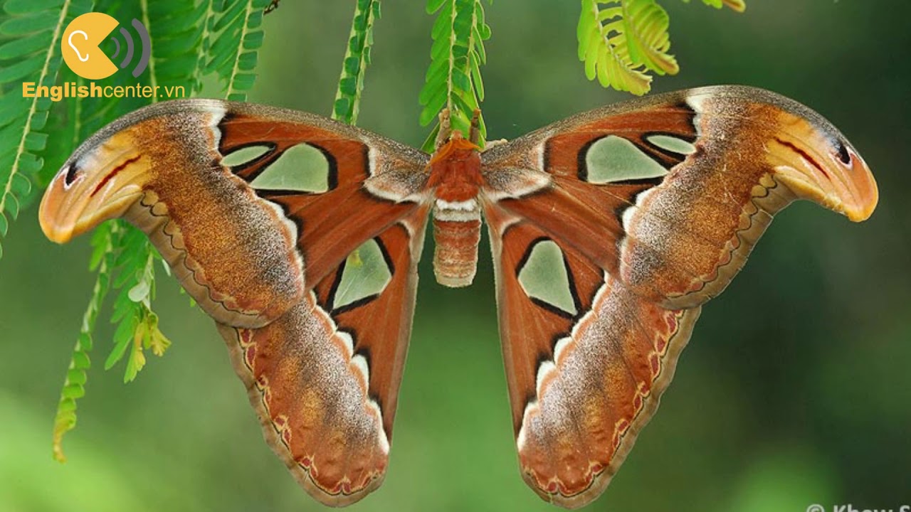 Englishcenter.vn - L3 - Animals in the Air - Insects That Fly - YouTube