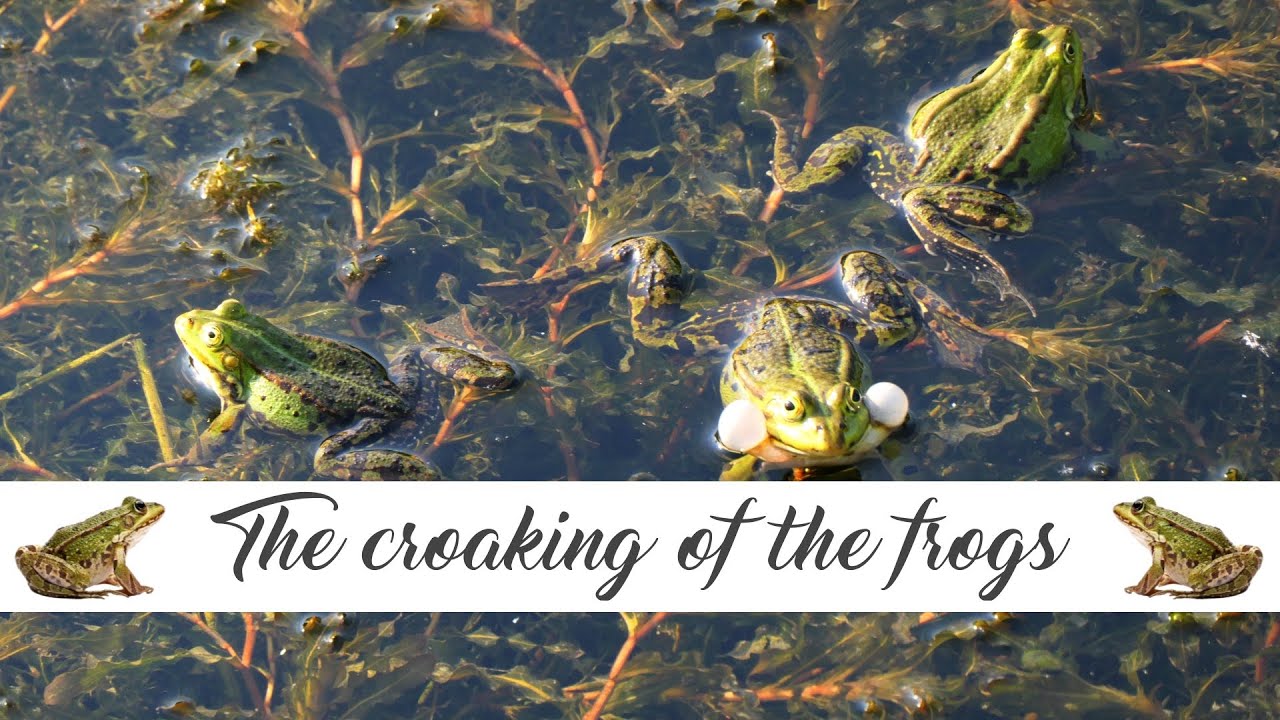 Frog Mating Season: Loud Croaking Battle for Females (Real Nature ...