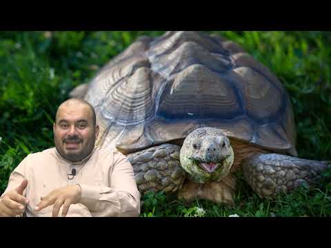 RÜYADA KAPLUMBAĞA GÖRMEK NE ANLAMA GELİR ! (rüya tabirleri, dini rüya tabirleri, rüya yorumu )