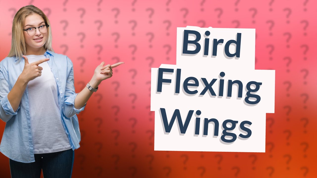 Why do birds flex their wings? - YouTube