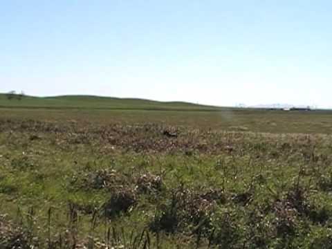 Masonic pheasant hunt at Thunder Hill Pheasant Club in Willows, CA Part ...