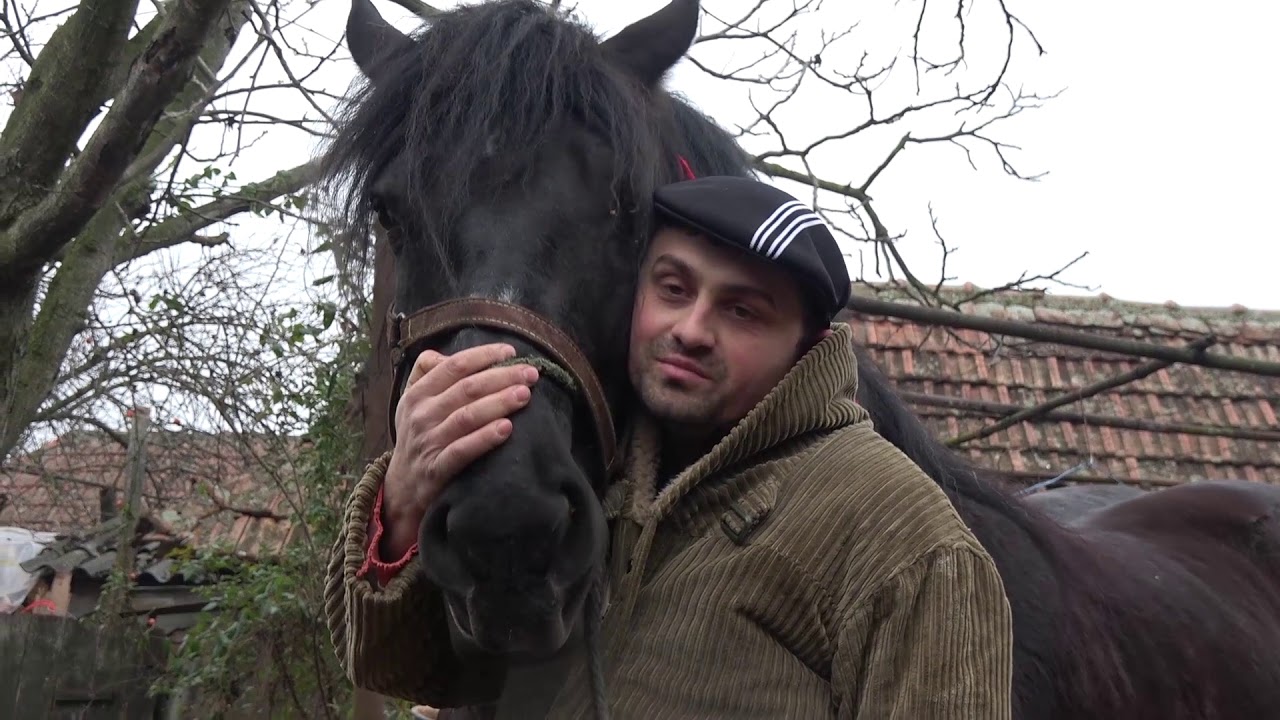 Caii lui Gheizu de la Tinca, Bihor 20 ian 2018 - YouTube