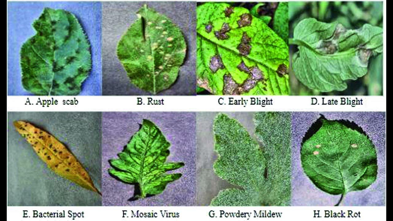 Plant Leaf diseases identification using Image Processing - YouTube