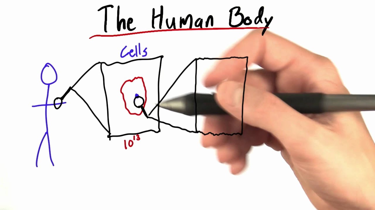 The Human Body - Intro to Physics - YouTube