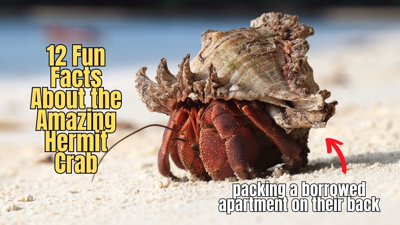 β¨οΈ 12 Hermit Crab Fun Facts π Facts About Hermit Crabs Youtube