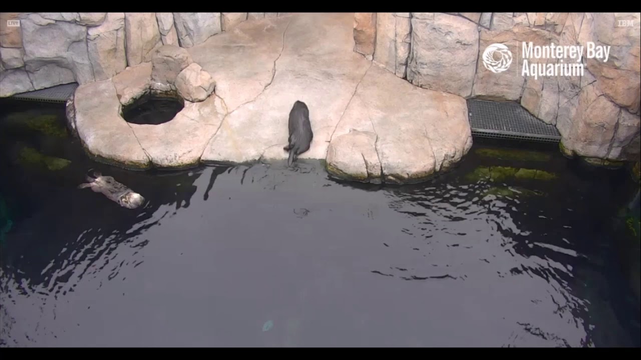 Monterey Bay Aquarium - Sea Otter Cam - Sea Otter Enclosure - zoo cam ...