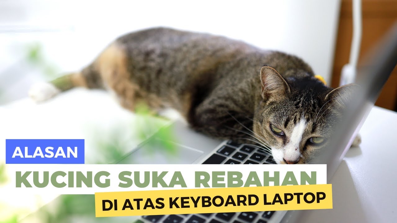 Mengapa Kucing Suka Rebahan Di Atas Keyboard Laptop? I Wajib Tahu Sob ...