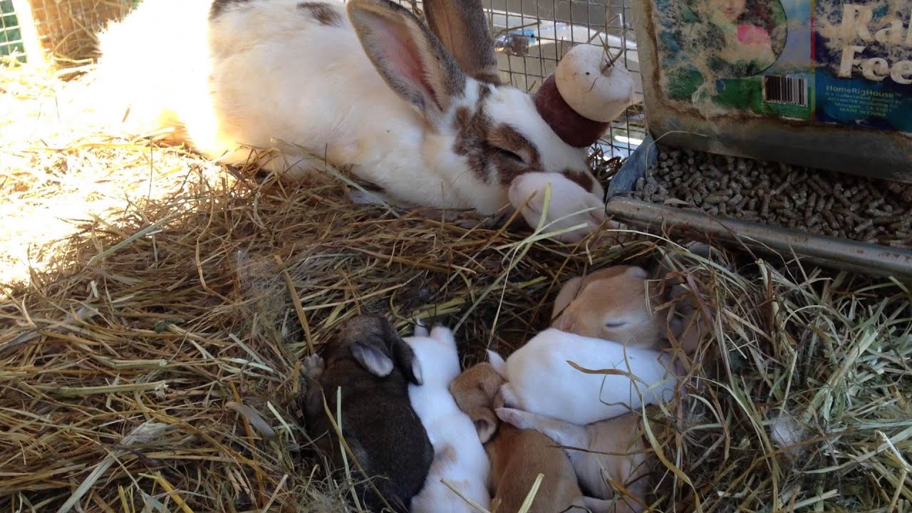 Mama Rabbit and Kit Share Special Bonding Time - YouTube