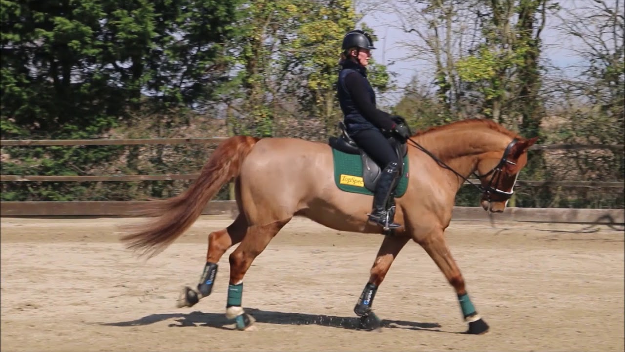 How to improve Simple Changes exercise - Dressage Training Series - YouTube