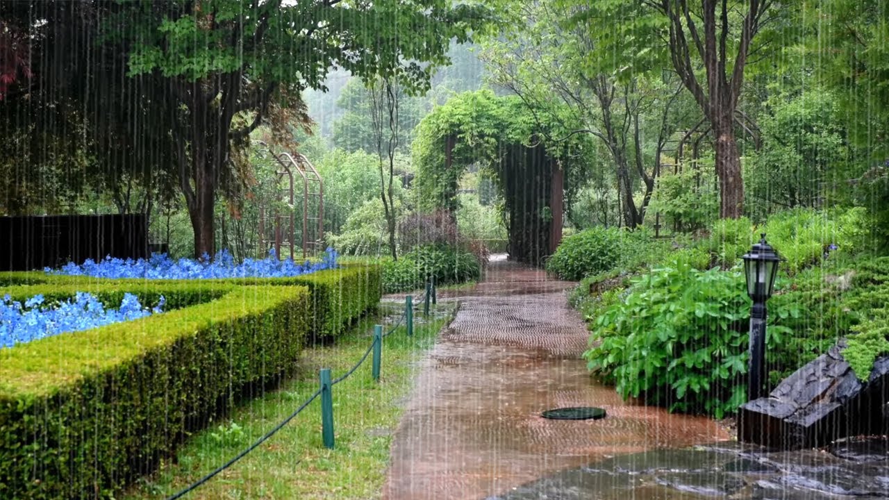 Relax your Mind with the Pleasant Rain Sounds. Fresh Arboretum, White ...