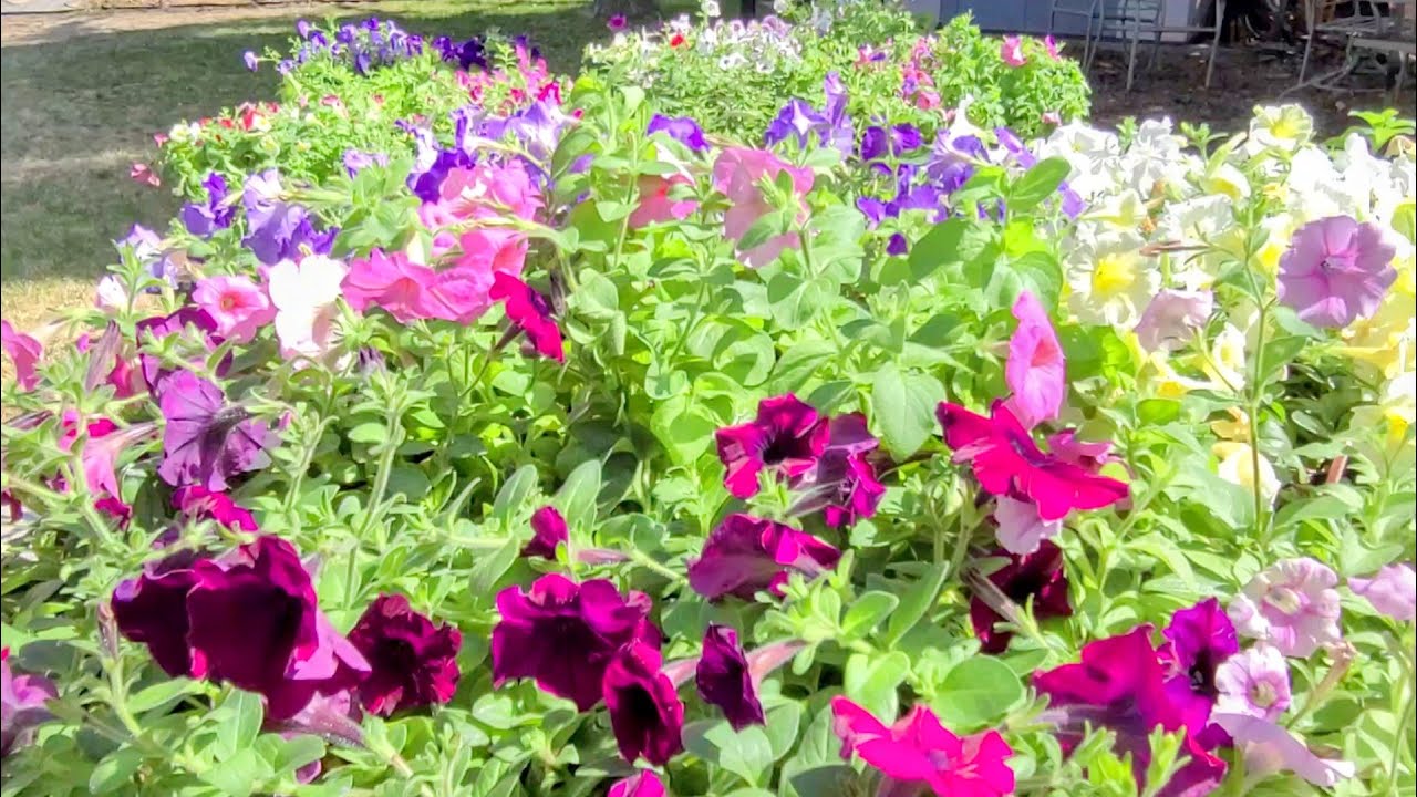 16 Varieties of Wave Petunias I grew from Seed - YouTube