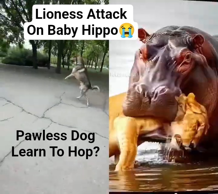 Pawless Dog Learn To Hop 🐕‍🦺🦘 || Mother Hippo Can Eat Liones If.. #dog ...