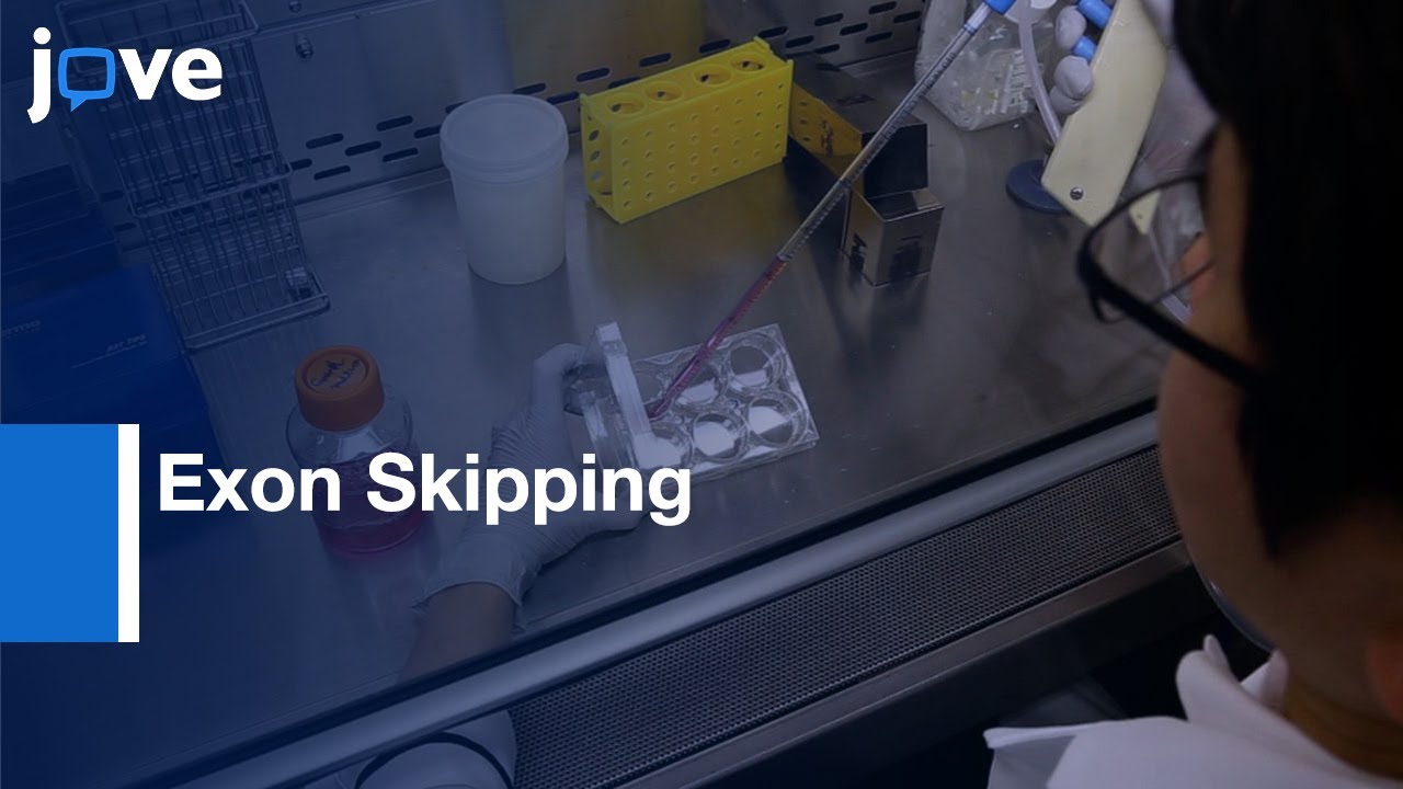 Exon Skipping in Directly Reprogrammed Myotubes | Protocol Preview - YouTube