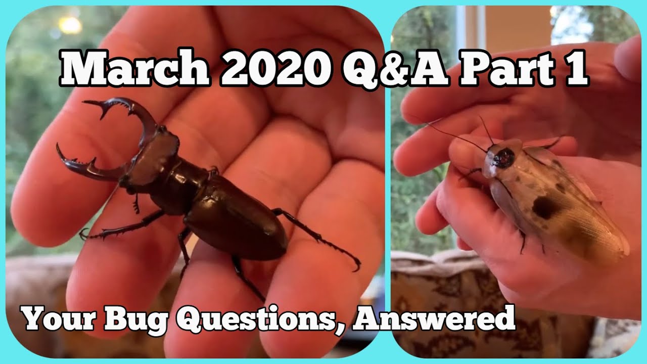 March 2020 Bug Q&A Contest Part 1 #lucanuselaphus #blaberusgiganteus ...