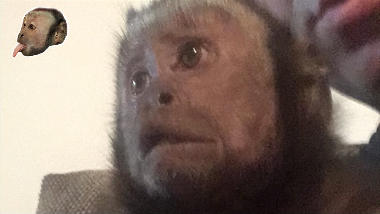 Capuchin Monkey Tons of Fun! - YouTube