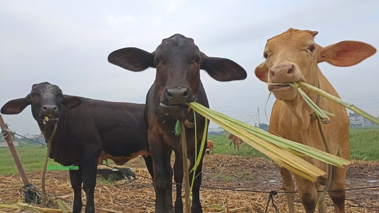 The Cutest and Funniest Cow Videos Ever! - YouTube