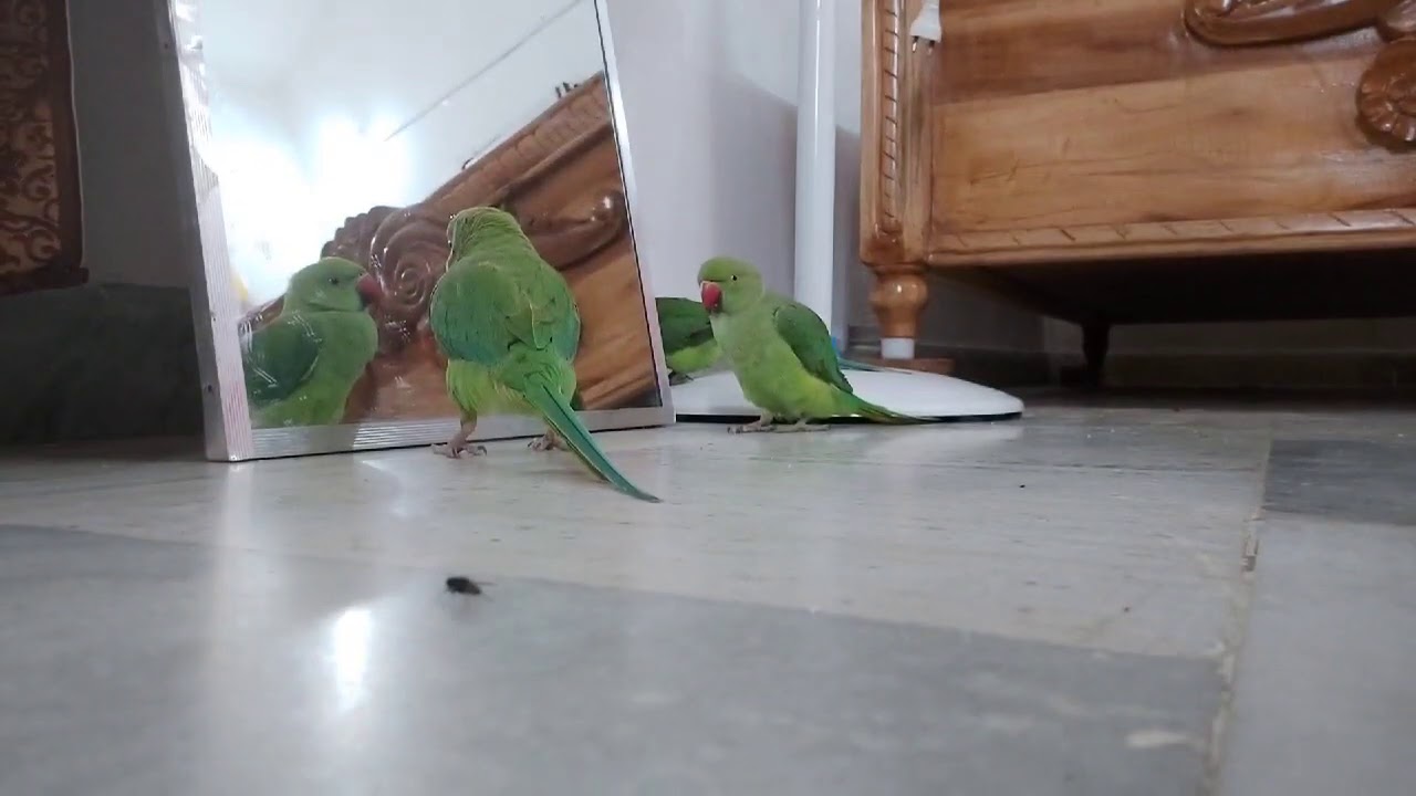 INSPECTION OF CAMERA- HOW PARROTS GOT INTO THE MIRROR - YouTube