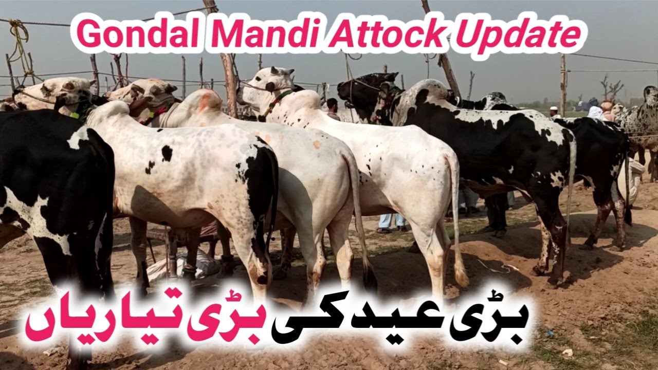 Gondal Mandi Attock Latest Update ll part 2 ll 01-05-2023 ll Domail ...