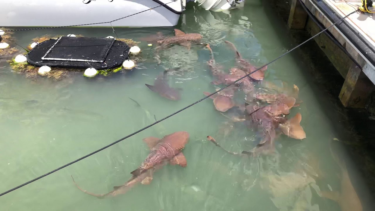 Oceans Edge Key West Shark in Marina - YouTube