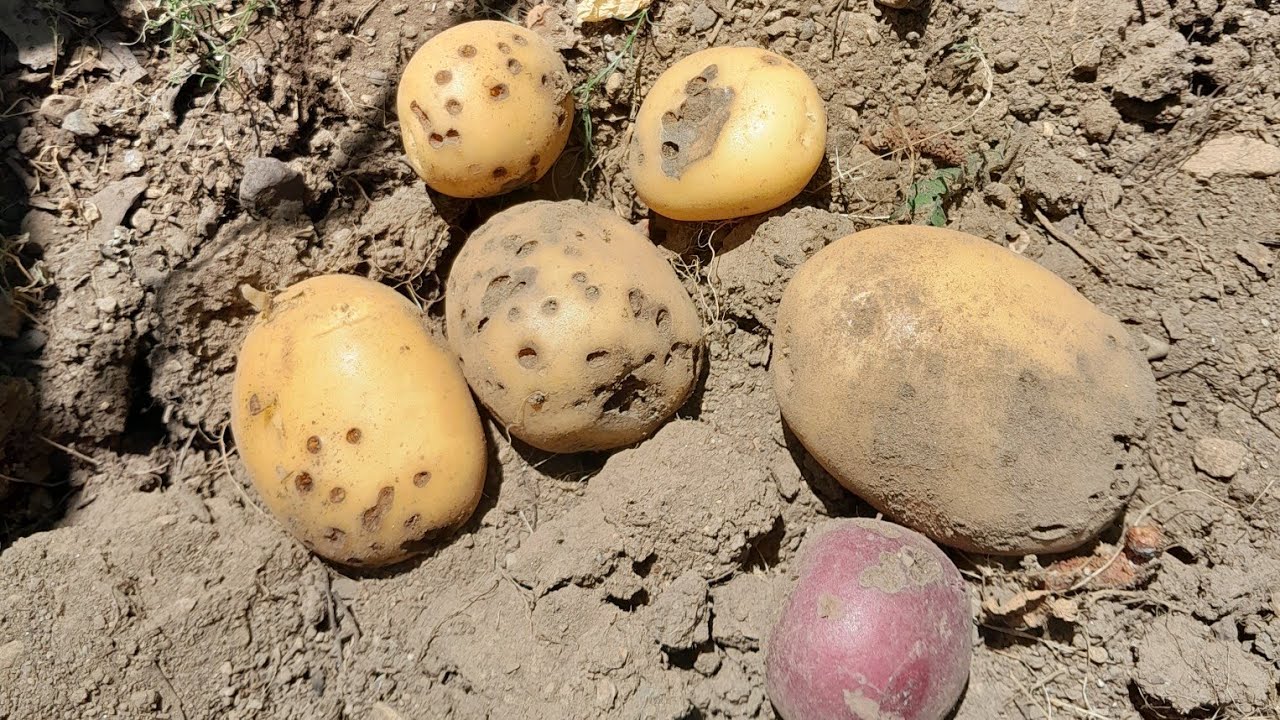 Ants+Potatoes=Depression - YouTube