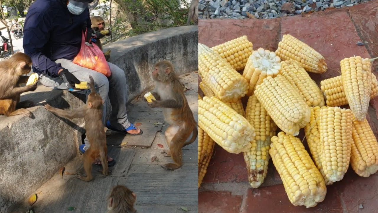 feeding corn to the lovely monkey || monkey love maize - YouTube