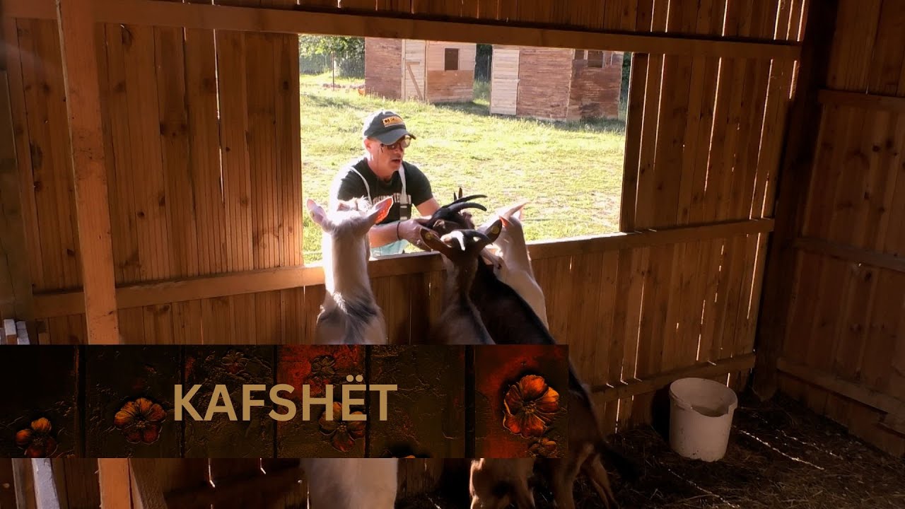 Fermerët kujdesen për kafshët, Erandi dhe Elinara përkëdhelin dhitë ...