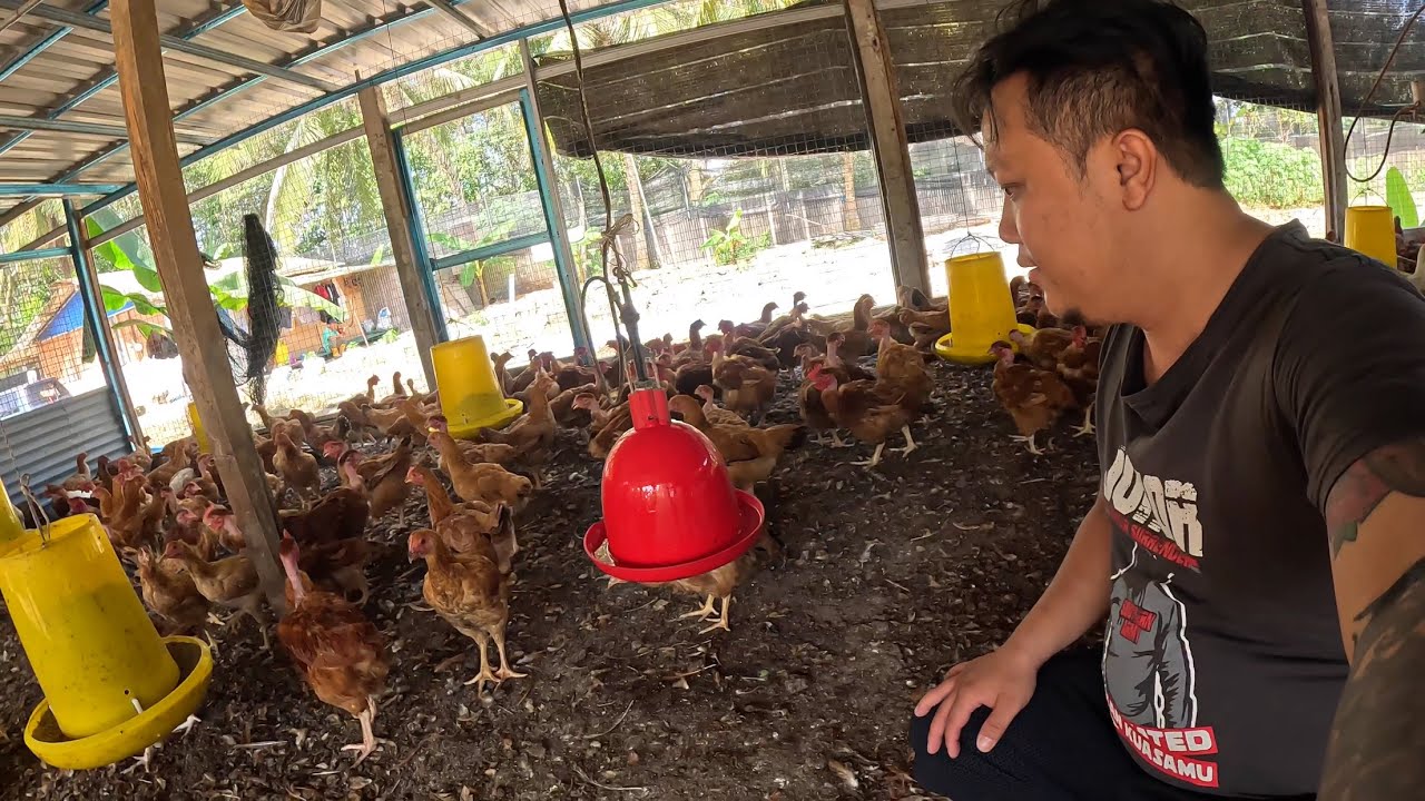 Beli Itik Angsa Dan Burung Puyuh Di Ladang Ternakan,Ulu Tiram. - YouTube
