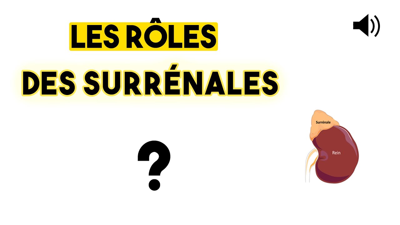 LES SURRÉNALES - Anatomie et Physiologie - YouTube