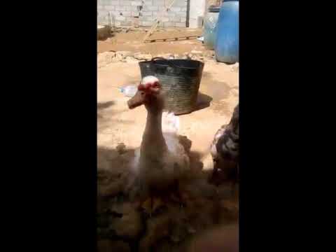 Mc tranka fulha Tora bu po - Nta dal mo patu😂😂😂 - YouTube