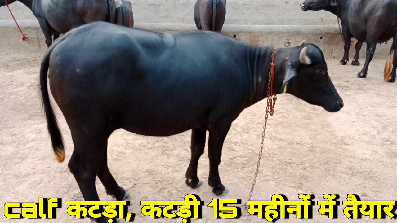 कटड़ा कटड़ी कुछ ही दिनों में तैयार करें || Prepare katda katdi in some ...