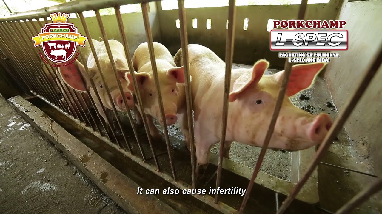 ENZOOTIC PNEUMONIA - YouTube