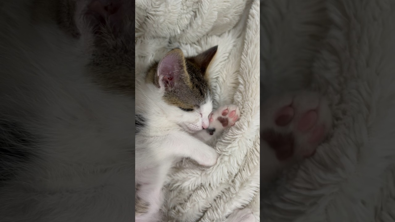 Littlest fluffy cute adorable soft baby kitten rescued at 3 weeks cozy ...