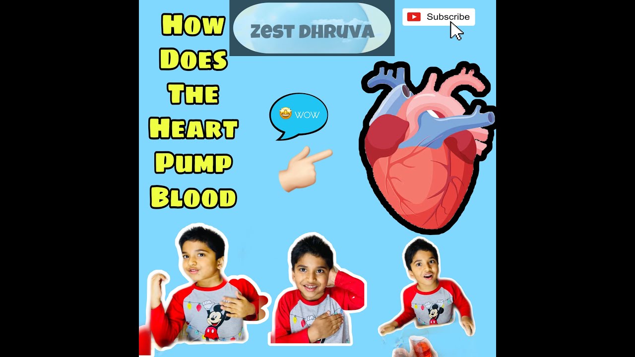 Heart pumping blood activity - YouTube