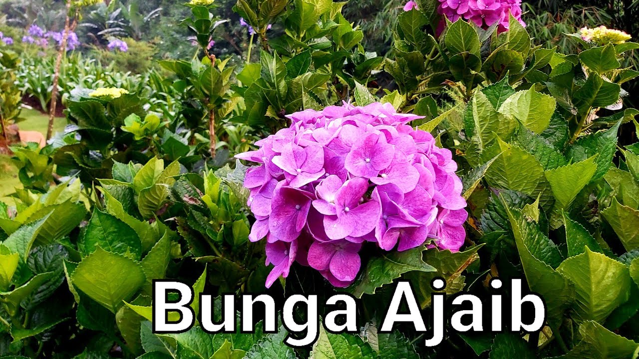 BUNGA AJAIB DI PUNCAK #bunga #ajaib #puncak - YouTube