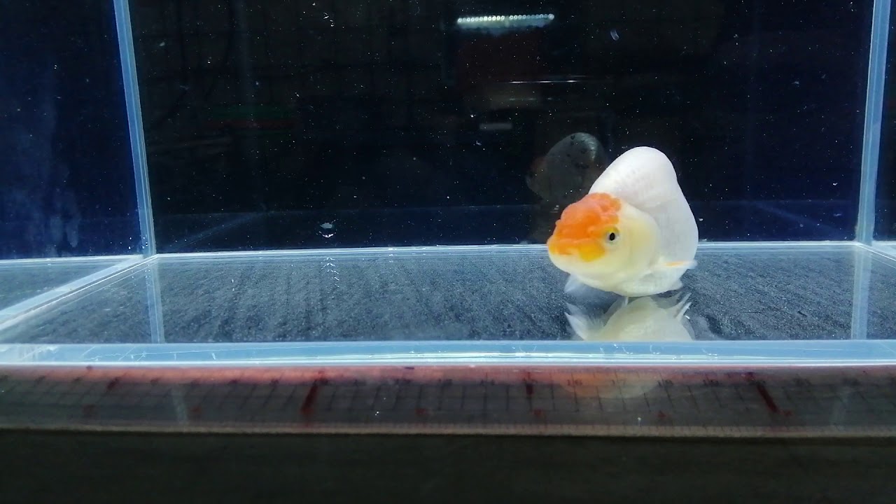 Baby Ranchu Red White Juara 3 Baby Ranchu di 2nd Indonesian Goldfish ...